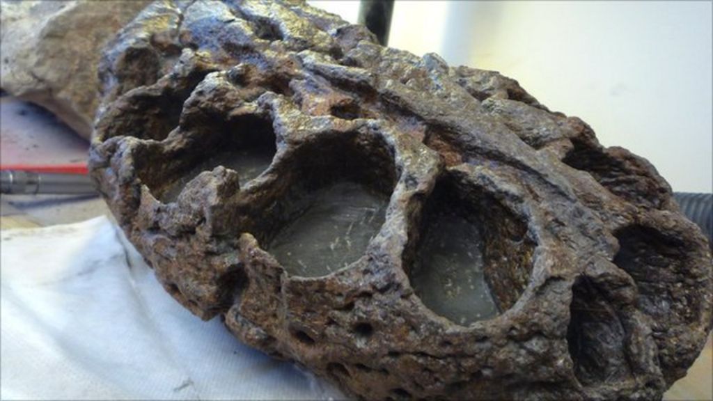 Colossal pliosaur fossil emerges from rock - BBC News