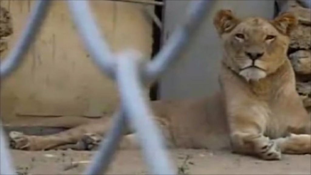Lions seized in Pakistan and impounded at Karachi Zoo - BBC News