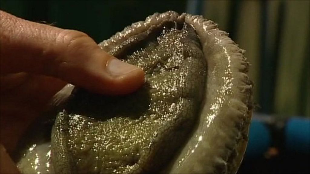 On the trail of the men who hunt exotic shellfish and trade it ...