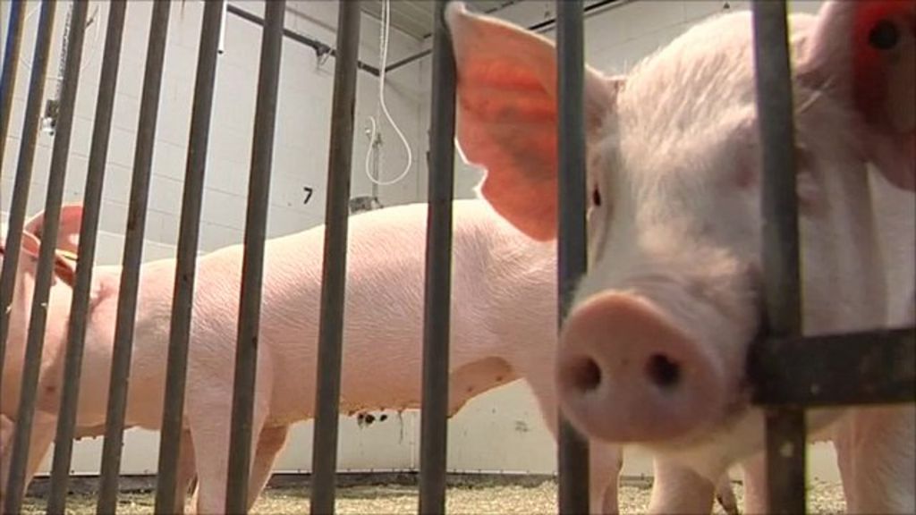 'Enviropigs': genetically modified for food consumption - BBC News
