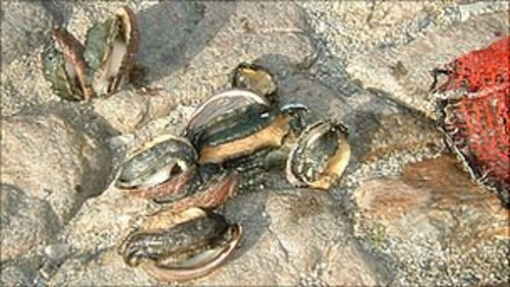 Holiday taken to gather Ormers in Jersey - BBC News