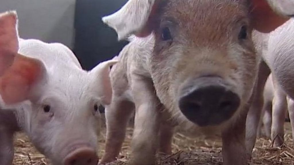 Pig farming schools launched in the UK - BBC News