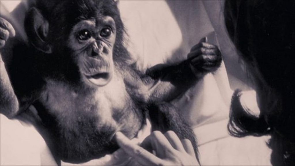 Sundance festival documentary tells story of chimp raised as baby - BBC ...