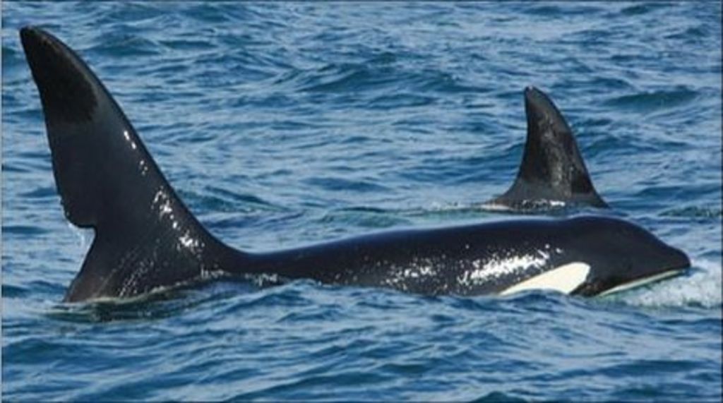 Meet John Coe the orca whale who visits Wales each year - BBC News