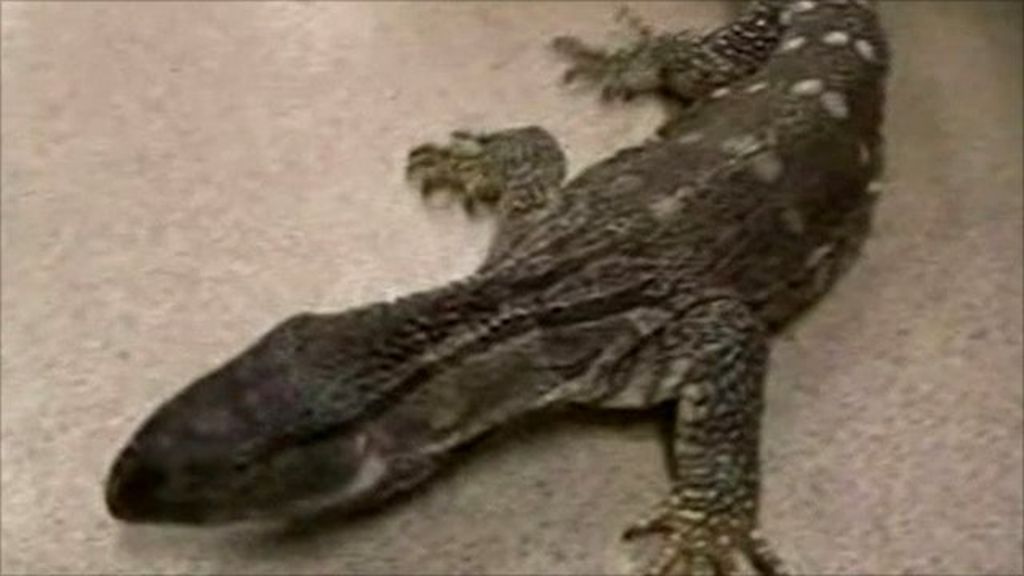 Five-foot long monitor lizard caught in California - BBC News