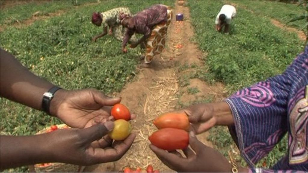 Planting seeds of success in Mali - BBC News