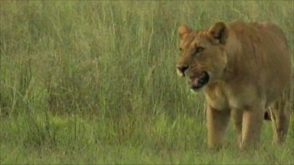 Last Lions documentary follows lioness's fight for survival - BBC News