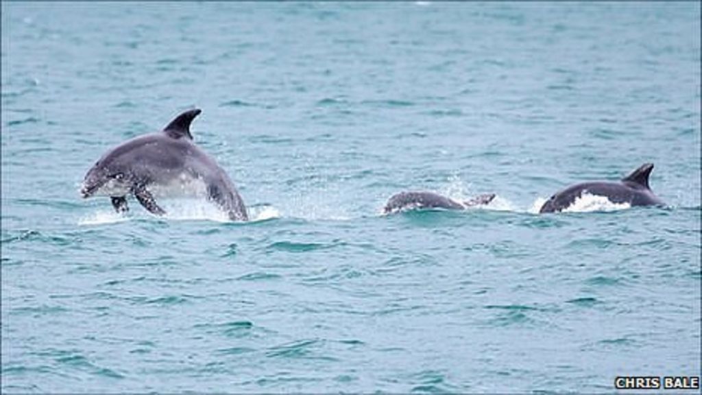 French group to study Channel Islands' dolphins - BBC News