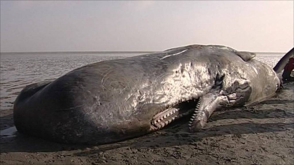 Huge sperm whale washes up on Kent beach - BBC News
