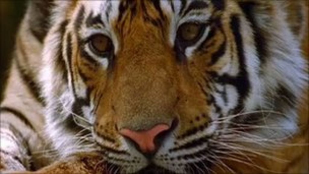 WWF charity to use Woking council site free - BBC News