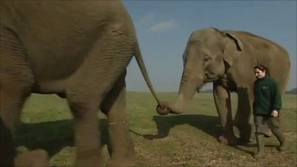 Elephants' teamwork skills demonstrated in Thailand - BBC News