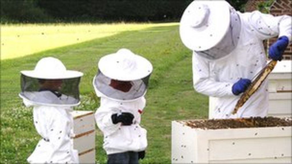 'Long-term consequences' of decline in bee population - BBC News
