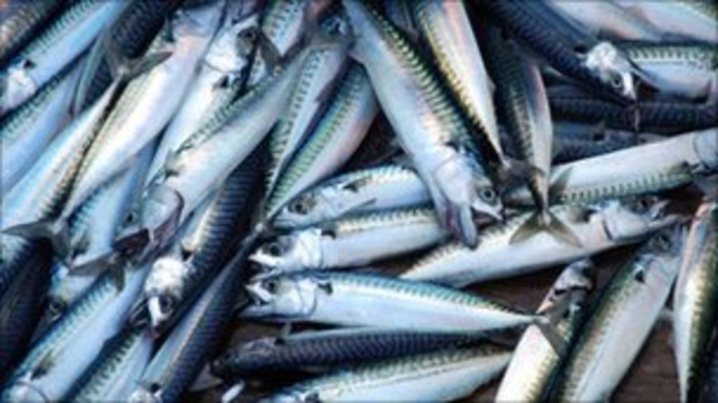 Scottish fish landings value fell in 2010 - BBC News
