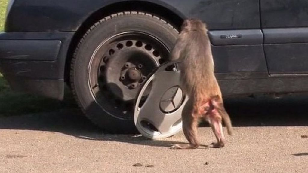 Monkeys at Longleat Safari Park enjoy a new 'toy' car - BBC News