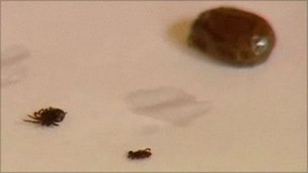 Tick warning issued by Scotland mountaineering group - BBC News