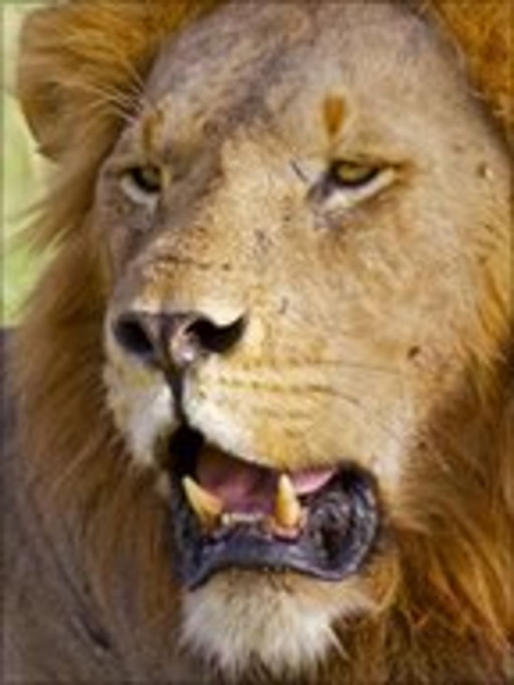 Lions breed better if living near joining rivers - BBC News