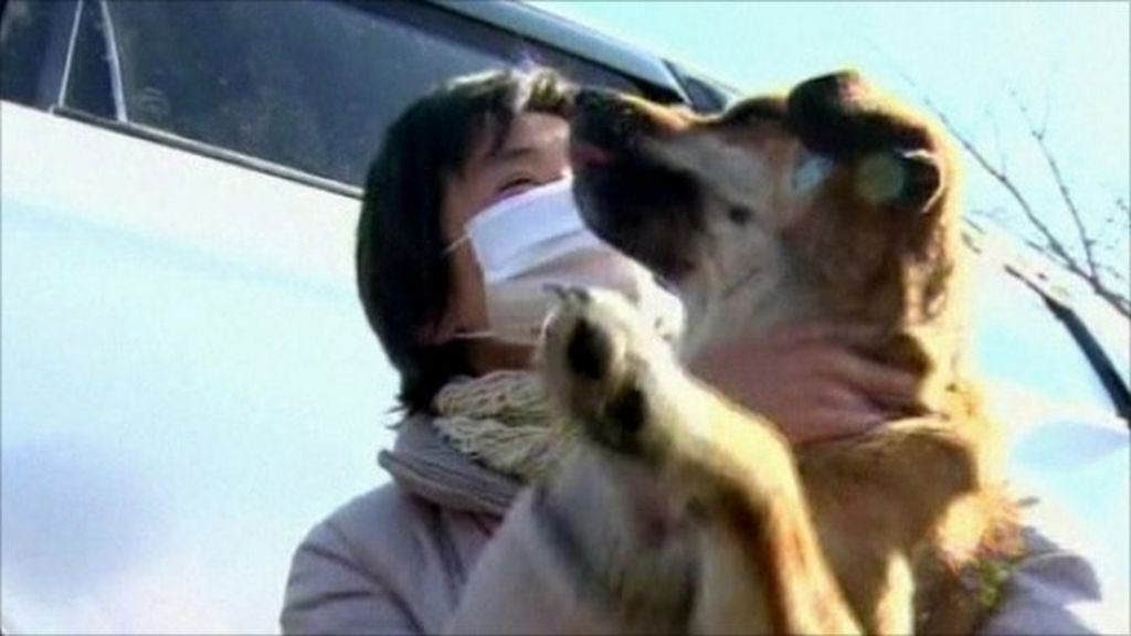Tsunami dog reunited with owner - BBC News