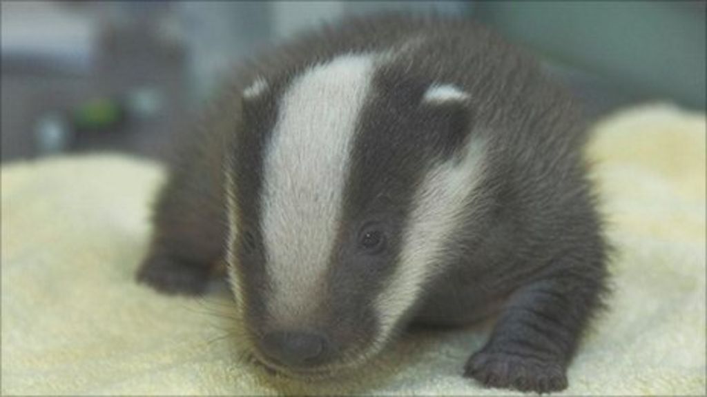 Bathgate orphaned badger cub rescued from rabbit burrow - BBC News
