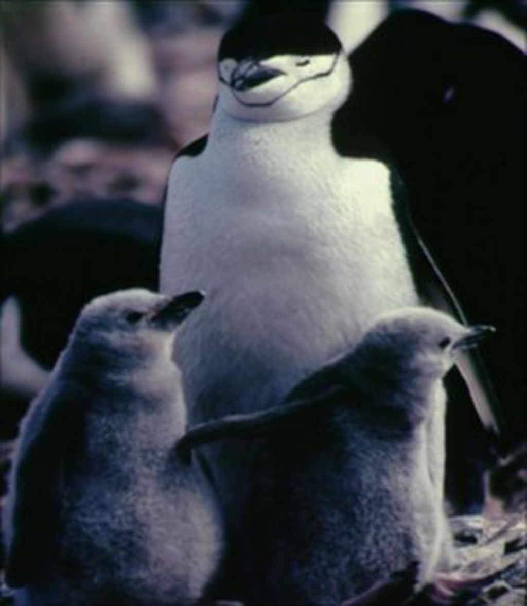 Penguins suffer as Antarctic krill declines - BBC News