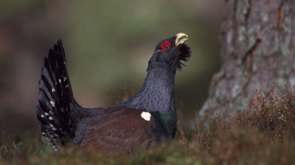 Capercaillie numbers: Luss Estates seeks ban on Loch Lomond wild ...