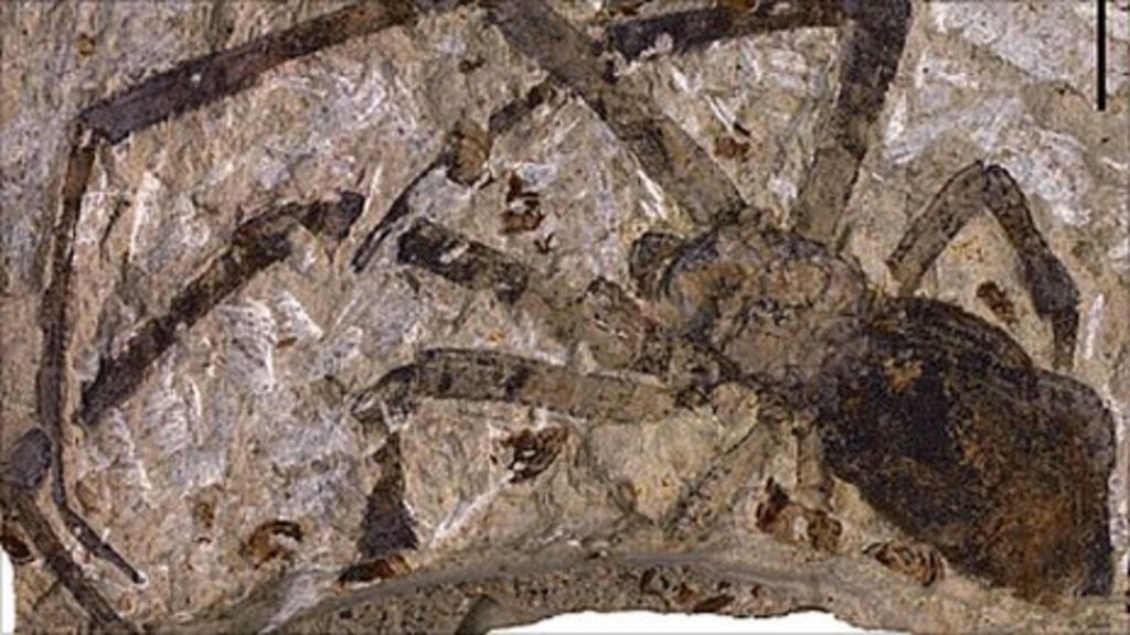 Fossilised spider 'biggest on record' - BBC News