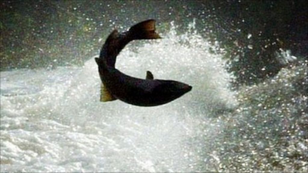 Dorset rivers get new fish passes to help salmon - BBC News