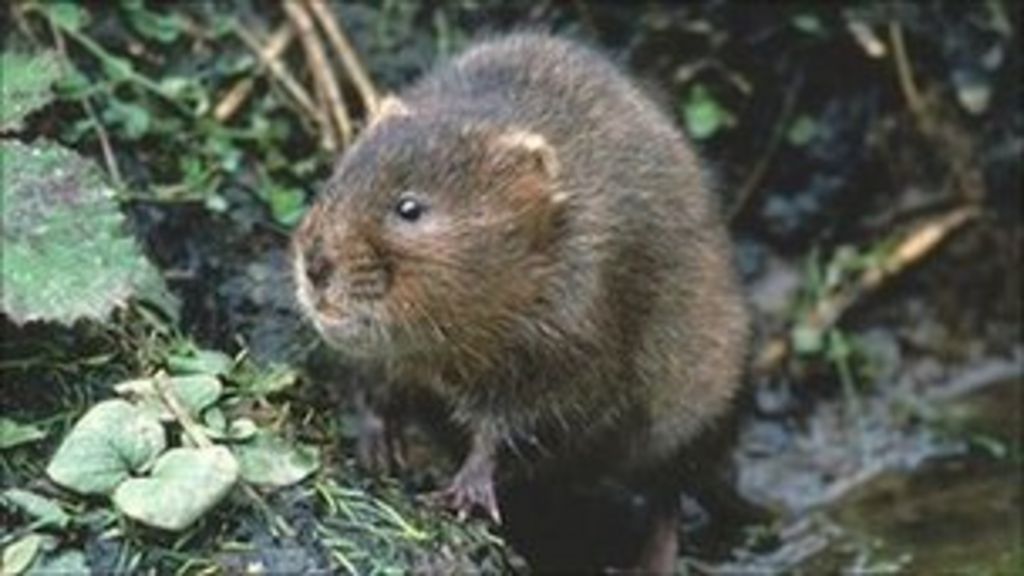 Hundreds of water voles released near Llangorse Lake - BBC News