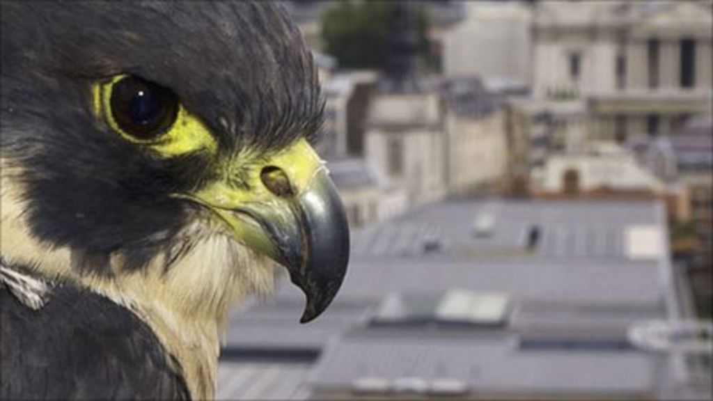 Rare peregrine falcons raise four chicks in Nottingham - BBC News