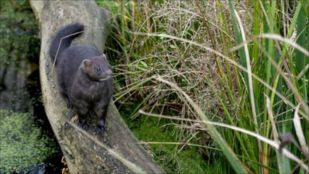 American mink 'safe haven' project under way - BBC News