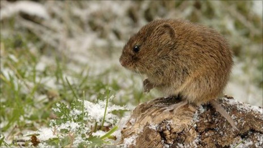 Field vole - Alchetron, The Free Social Encyclopedia