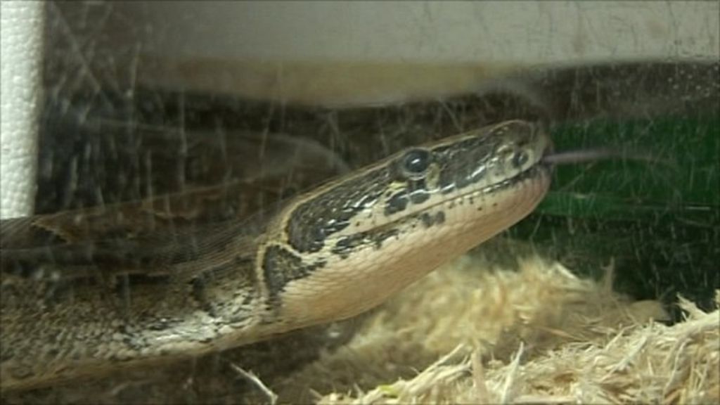 'Aggressive' African rock python found in Newcastle - BBC News