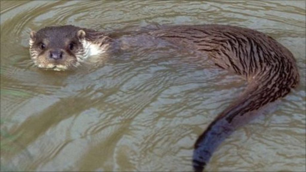 Loch Stroan otter killed in crayfish trap - BBC News