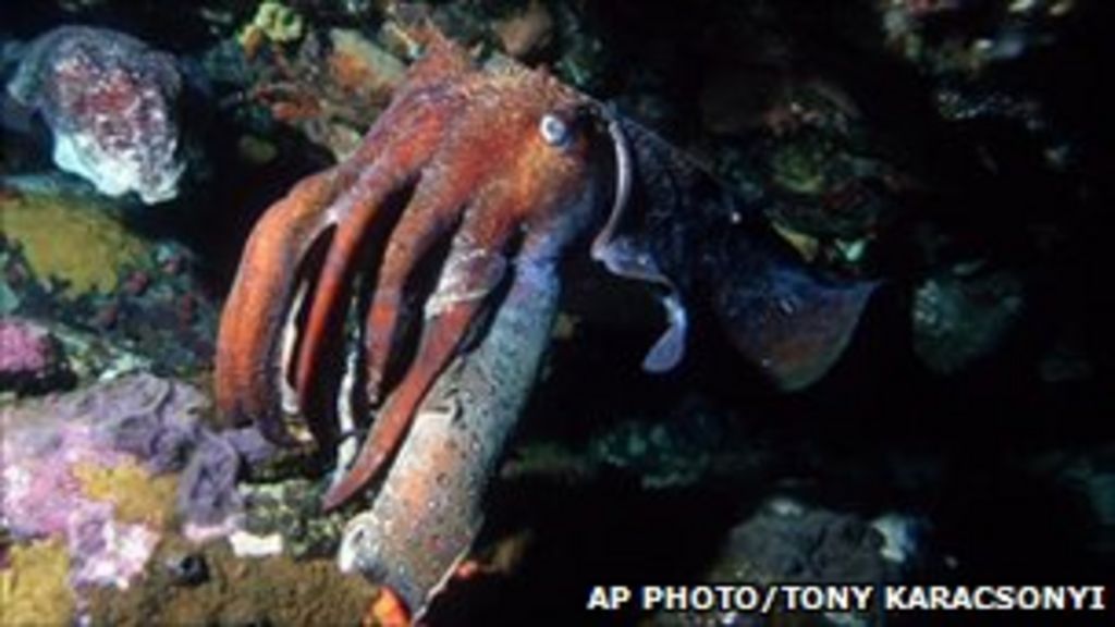 Cuttlefish bones wash up on Cornwall beaches - BBC News
