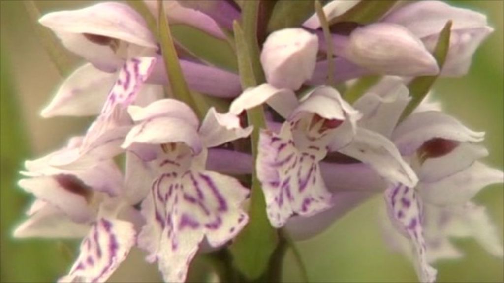 Britain blooms early under sunny skies - BBC News