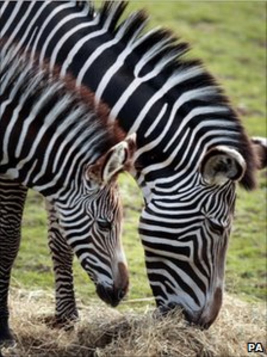 Rare baby zebras make appearance at Edinburgh Zoo - BBC News