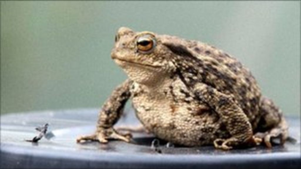 Hull garden home to 'world's oldest' wild common toad - BBC News