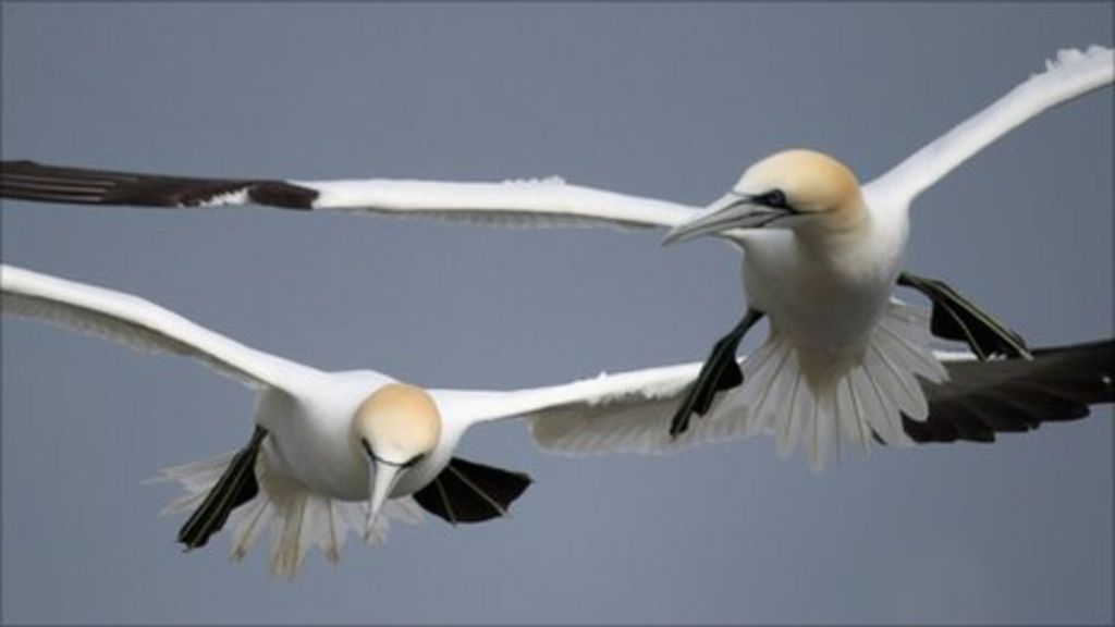 Sat nav-style technology used to track UK seabirds - BBC News