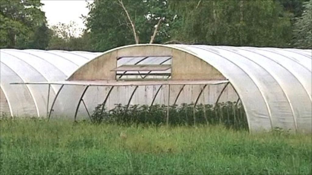 E. coli outbreak: First German bean sprout tests negative - BBC News