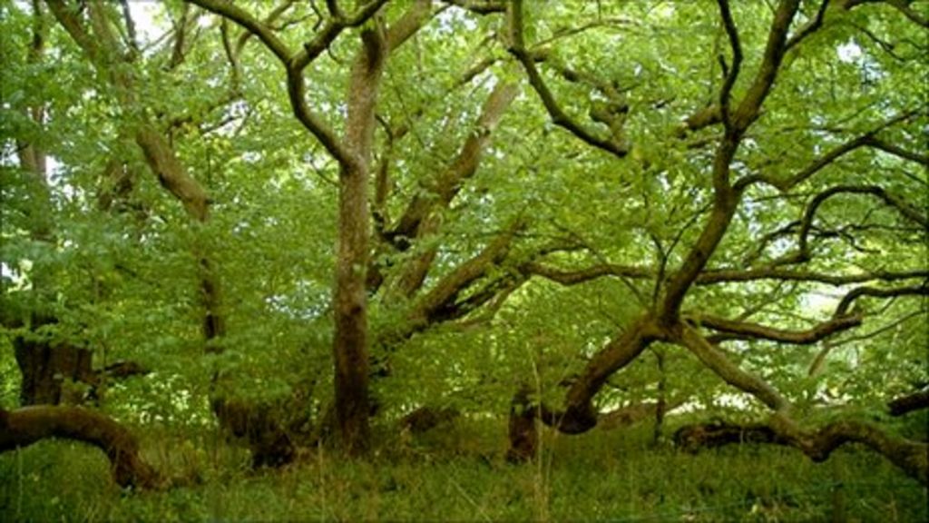 Corsham Court Oriental plane 'most spreading tree in UK' - BBC News