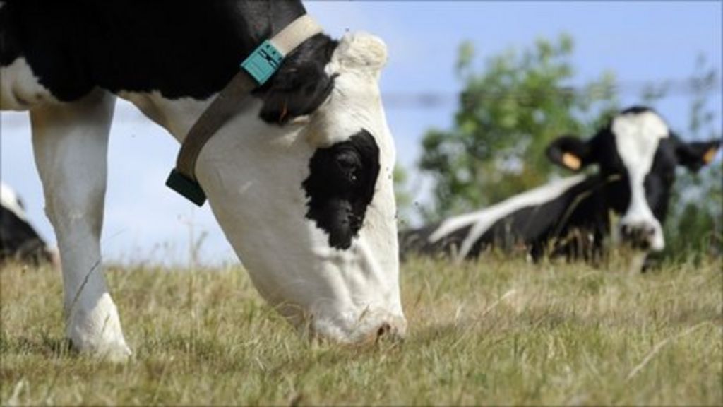 Cow methane proof 'is in the pat' - BBC News