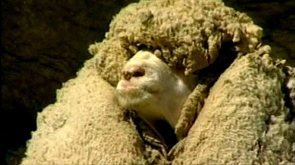 New Zealand mourns Shrek the sheep - BBC News
