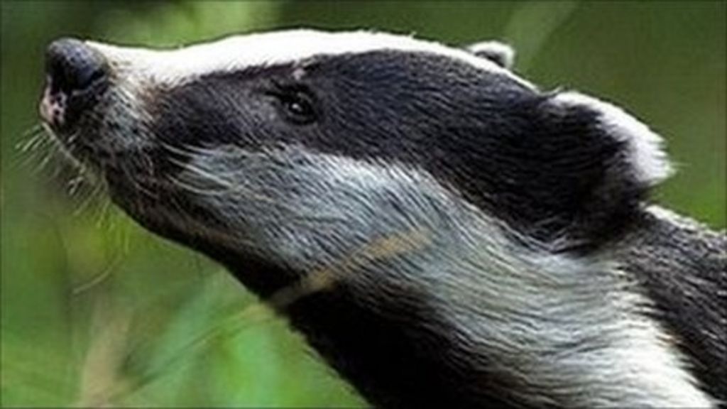 Badger culling legal challenge fails - BBC News