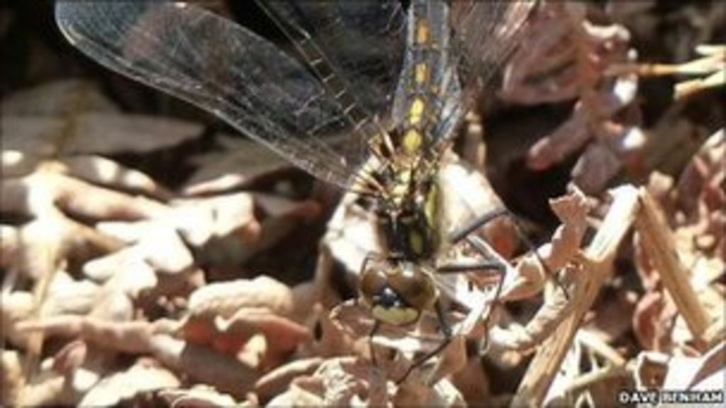 Rare dragonfly returns to reserve in south Cumbria - BBC News