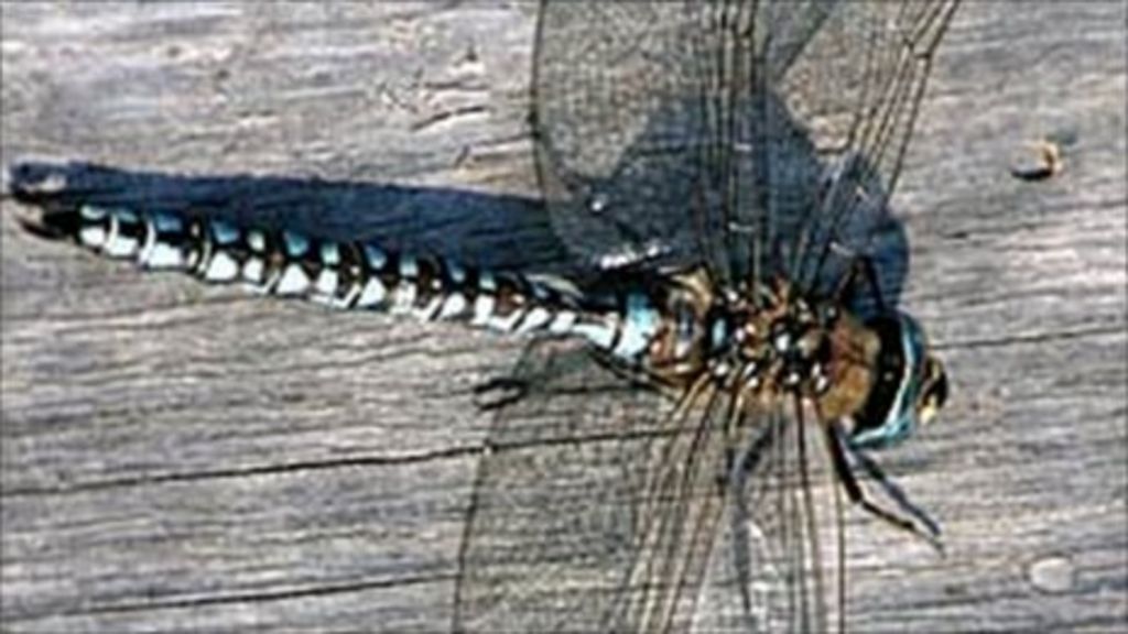 Rare white-faced dragonfly returns to Cumbrian reserve - BBC News