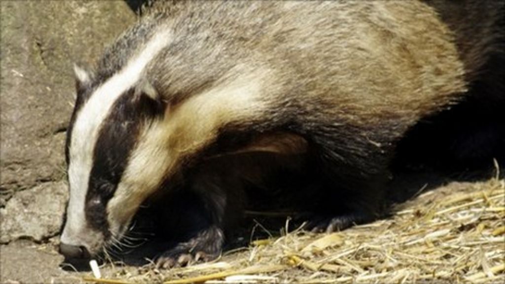Exposing the badger's social life - BBC News