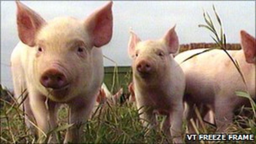 Pig farmers in east of England fear straw shortage - BBC News