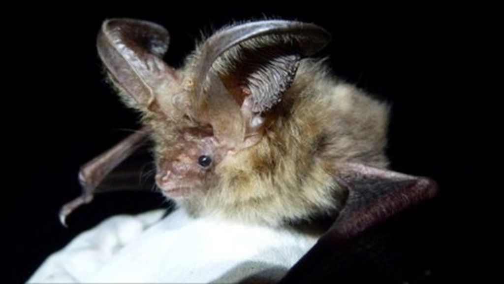 Rare brown long-eared bats found on Isles of Scilly - BBC News