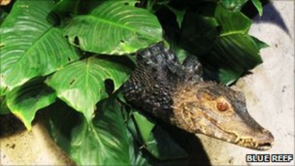 New arrivals for mini crocodiles at Newquay attraction - BBC News