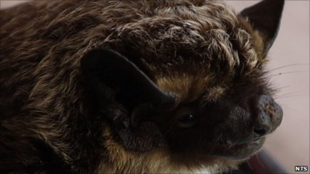 Rare vagrant parti-coloured bat found on Arran - BBC News