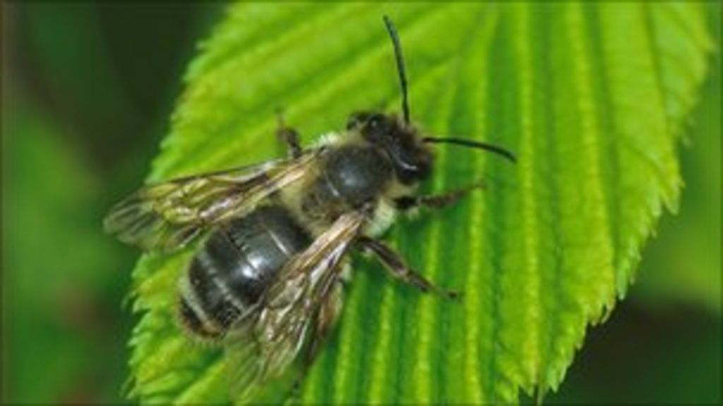 Rare bee unreported for 60 years spotted in Sheringham - BBC News